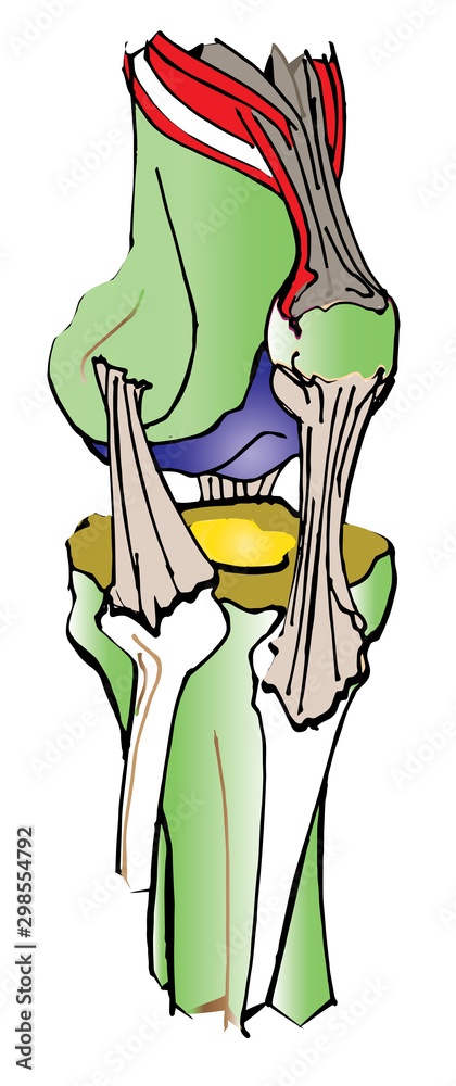 Simple human knee joint anatomy illustration in white background ...