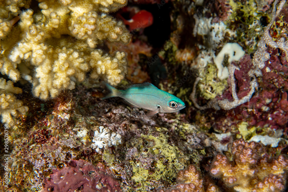 Stock-Foto „Lunar Fusilier (Caesio lunaris) or Suez fusilier (Caesio ...