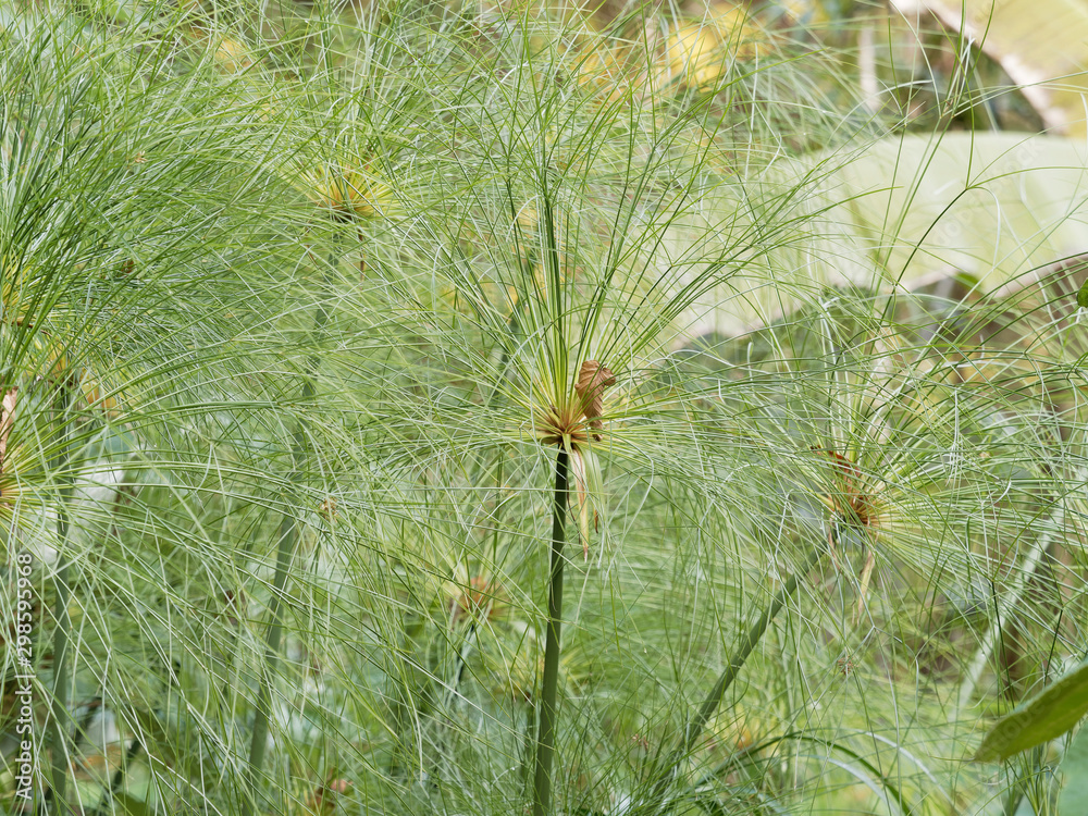 Photo Stock (Cyperus papyrus) Papyrus du nil ou jonc du Nil aux longues ...