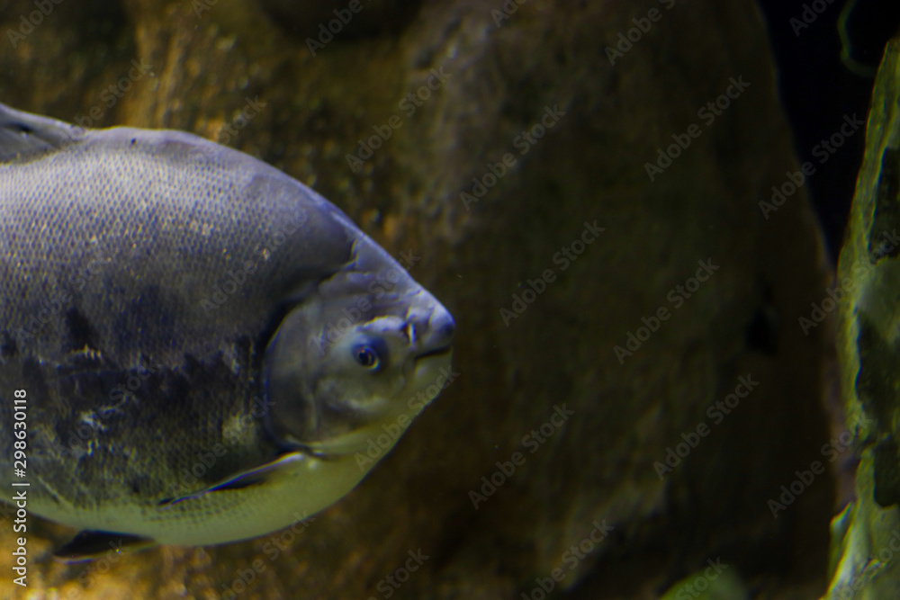 Gray big fish in the ocean against the background of aquatic life ...