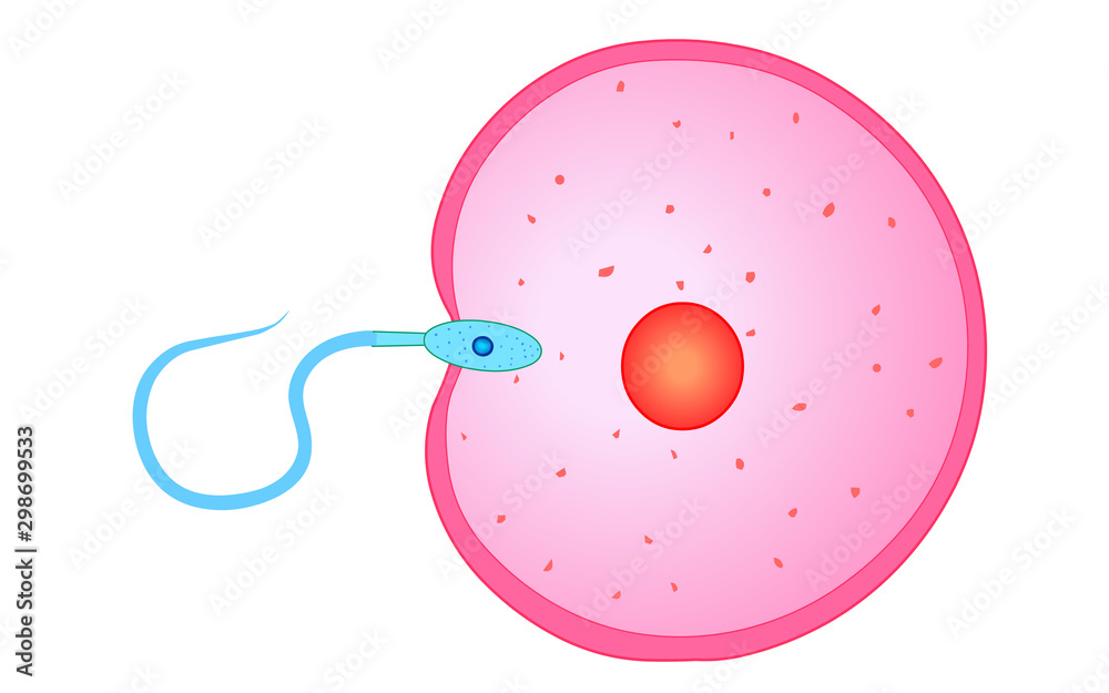 Fertilizer, reproduction, reproductive cells. Sperm cell entry into the ...