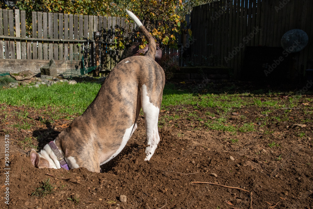 Dog Digging A Hole Stock Photo | Adobe Stock