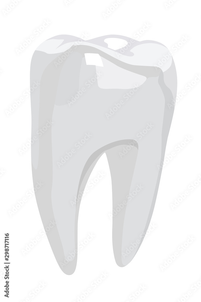 tooth realistic vector illustration isolated Stock Photo | Adobe Stock
