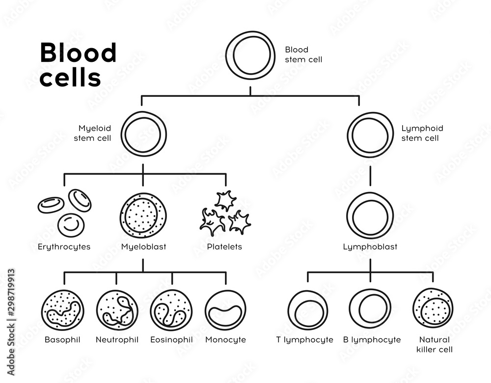 Vector types of blood cells. Erythrocytes, eosinophil, neutrophil ...