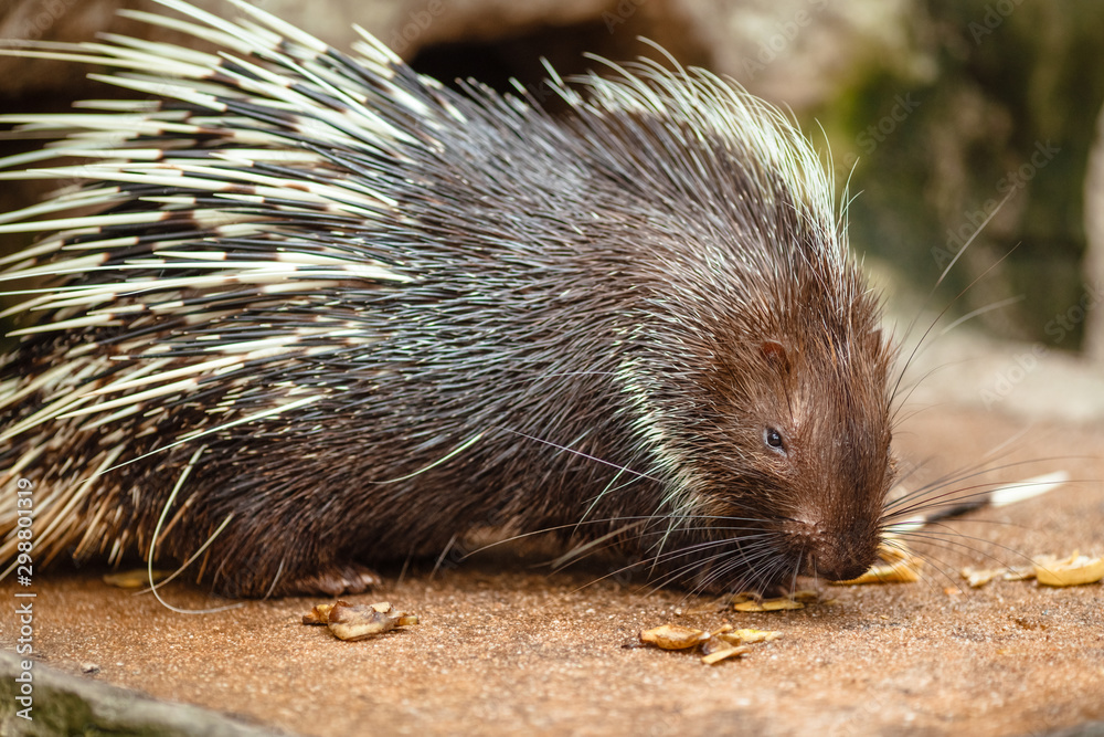 Portrait of cute porcupine. The Malayan porcupine or Himalayan ...