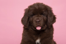 Dog Newfoundland Puppy Cute Free Stock Photo - Public Domain Pictures