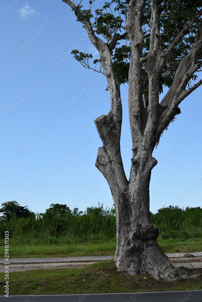Mature Pili tree planted along asphalted road inside university campus ...