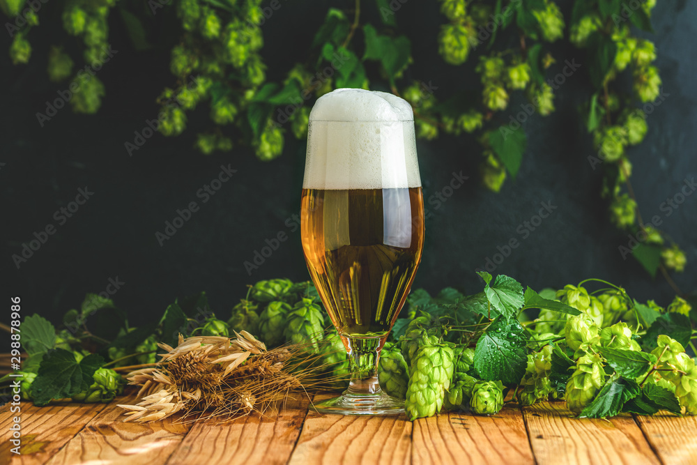 Beer and hop plant. Still life with beer and hop plant in retro style ...