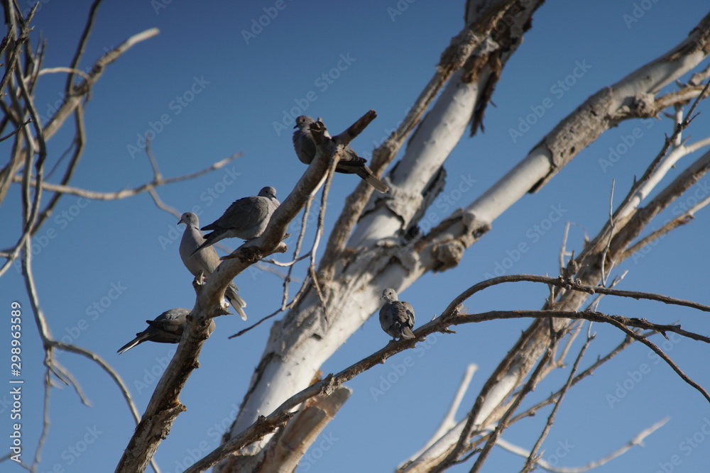 Foto de Stock Different avian species gather at a reclamation area in ...
