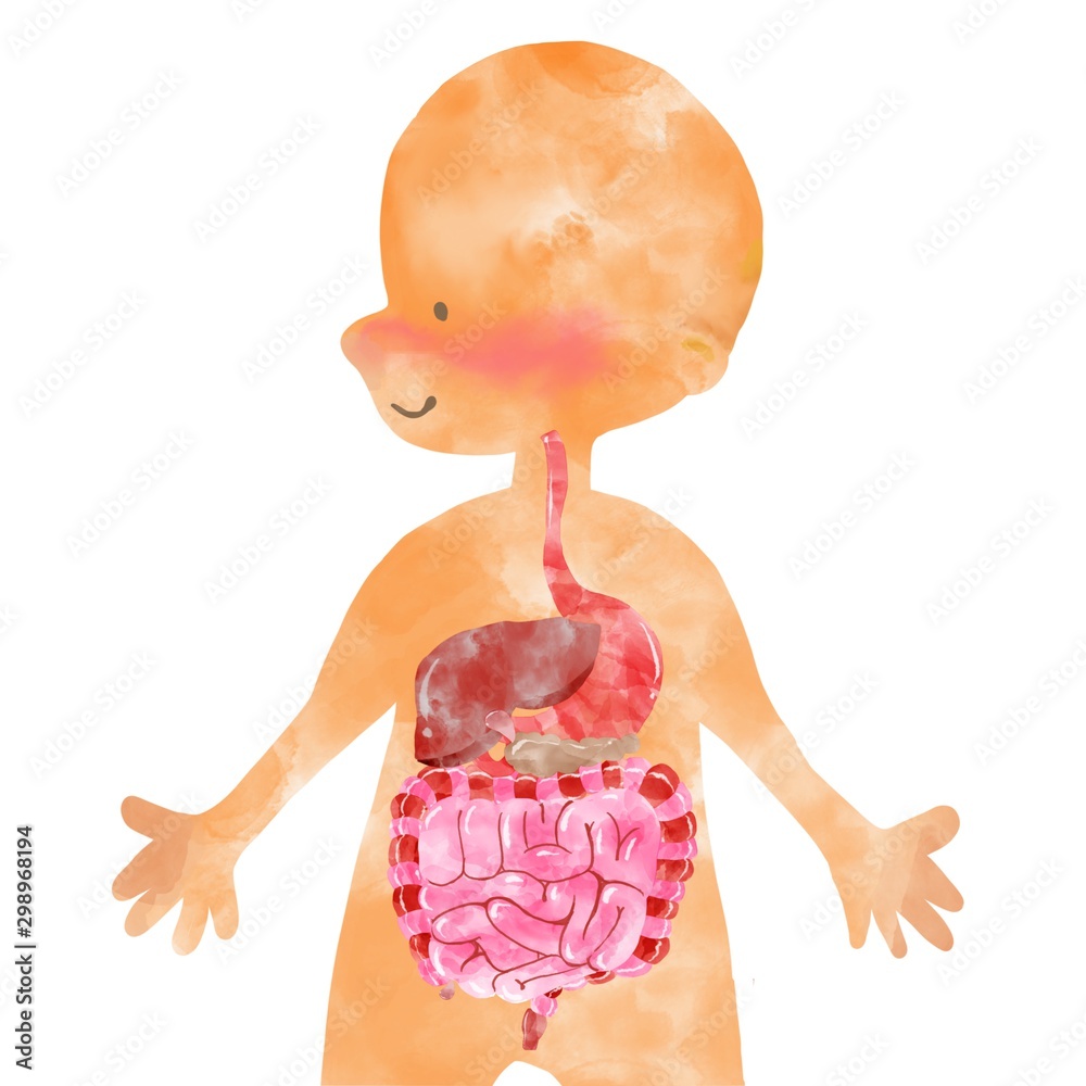 Watercolor Inner organs - human anatomy diagram with internal organs ...
