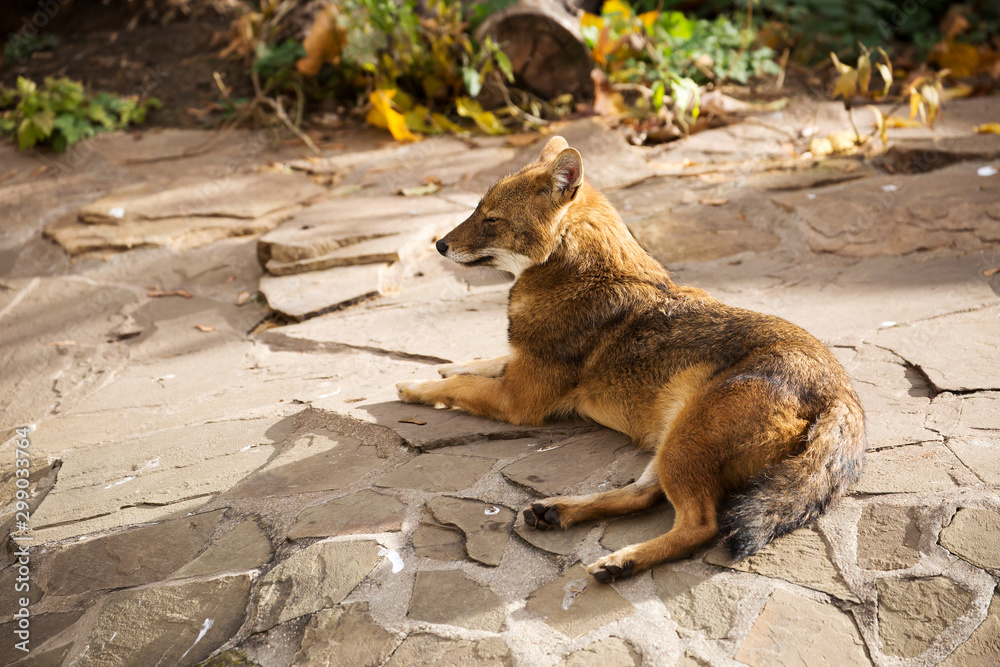 Golden Jackal. Jackals are small in size. In appearance, the Jackal is ...