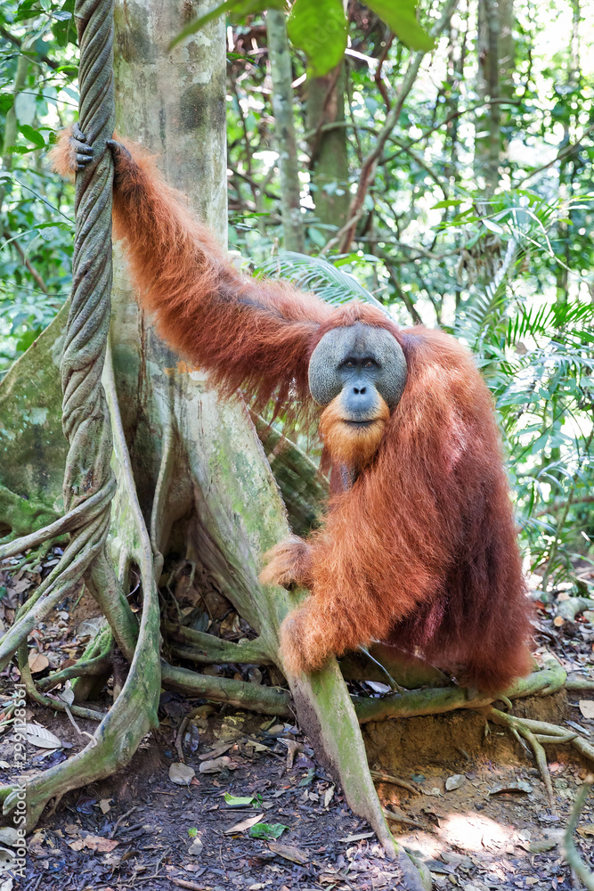 Beautiful male Sumatran Orangutan (Pongo abelii) during a ecotourism ...