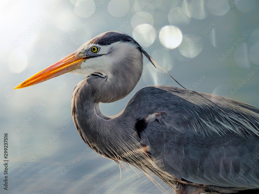 Close up of the face of a blue heron. Stock Photo | Adobe Stock