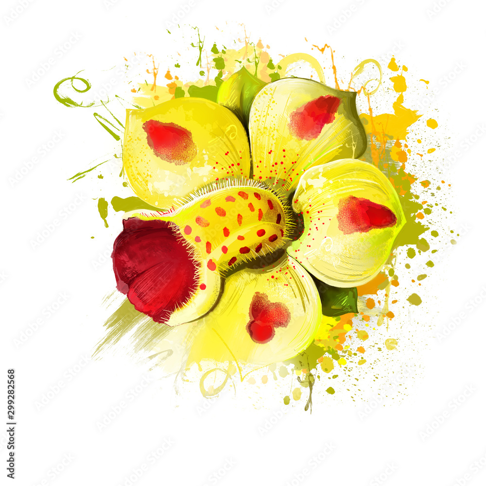 Illustration Stock Beautiful Mimulus Luteus or Yellow Monkey flower ...