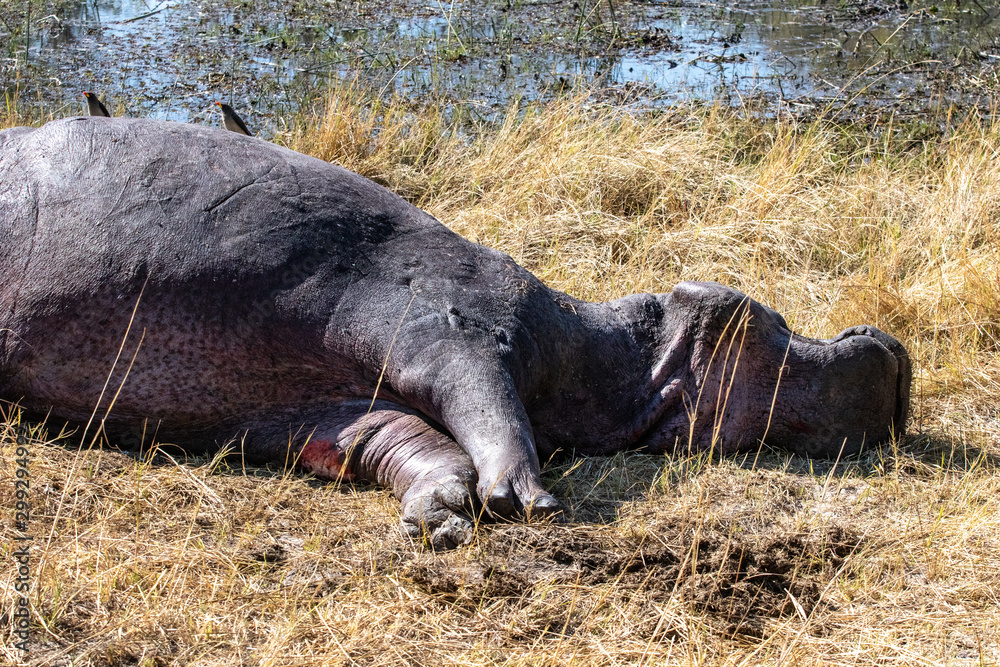 Foto de Stock Hippopotamus carcass eaten by scavengers, Dead Hippo ...