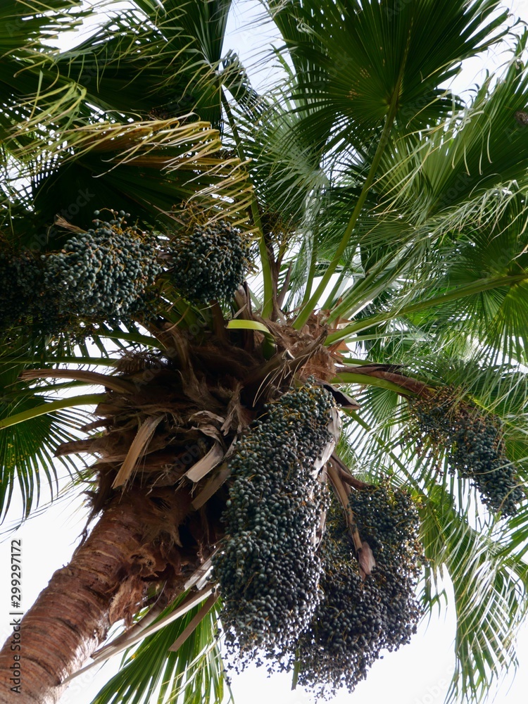 Latanier de Chine, Livistona chinensis , palme et infrutescence ...