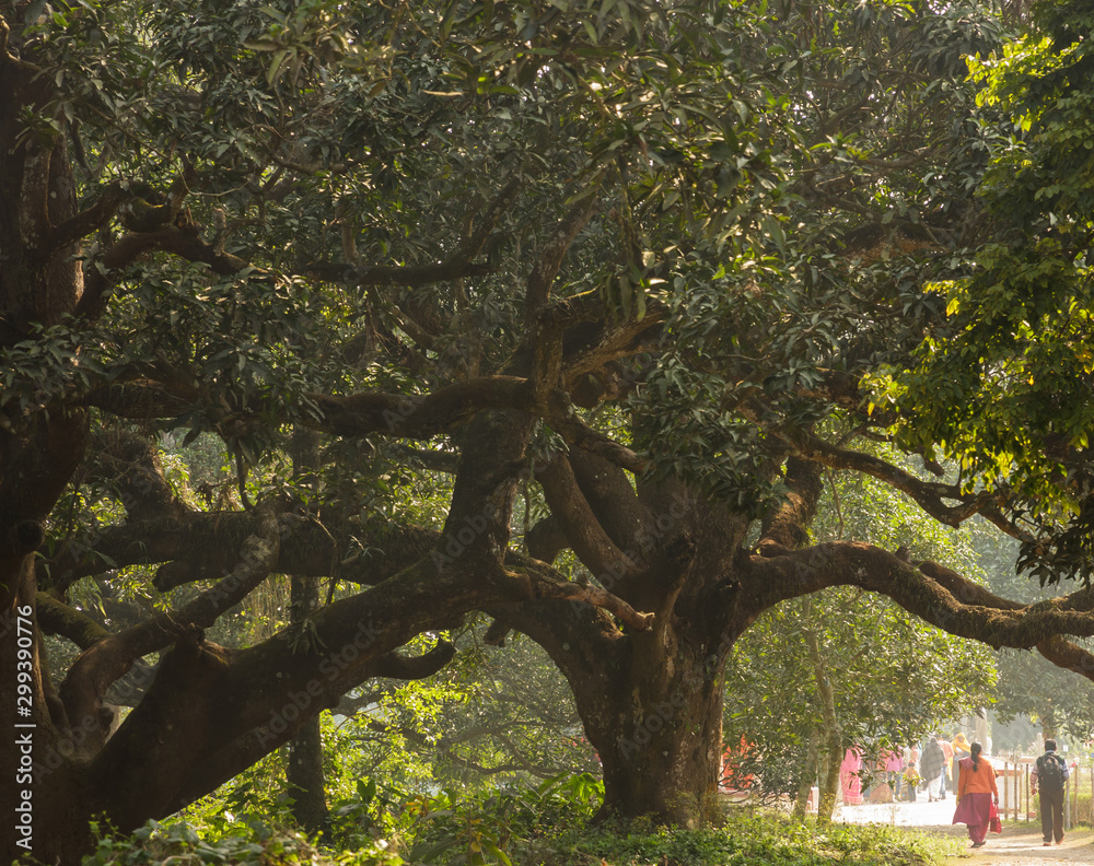 Murshidabad, West Bengal/India - January 17 2018: The big trees in the ...