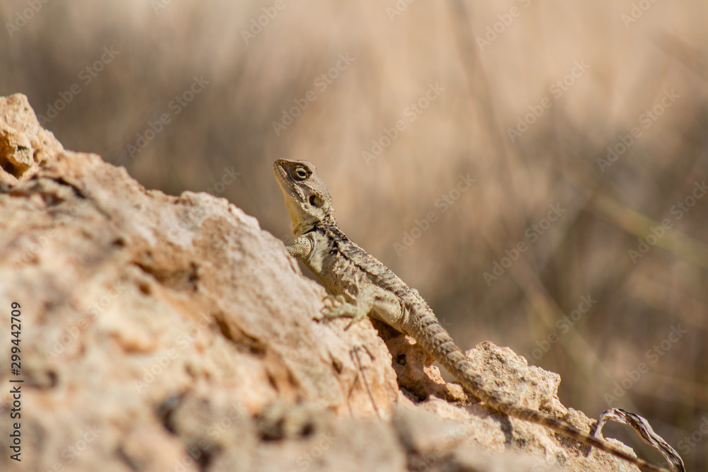 Stellagama is a monotypic genus of agamid lizard, containing the single ...