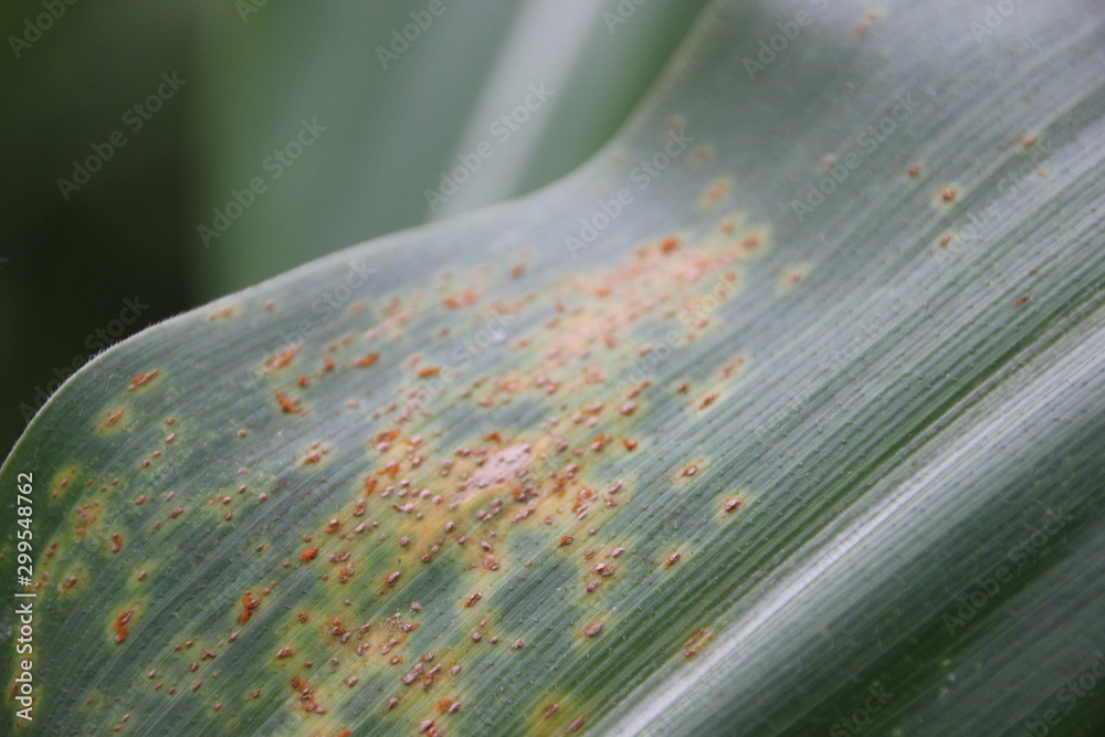 Southern Corn Rust diseases that damage at leaves, biotic stress at the ...