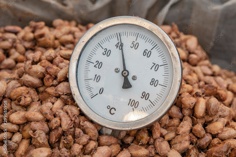 Temperature measurement of cocoa beans fermented in wooden barrels, to ...