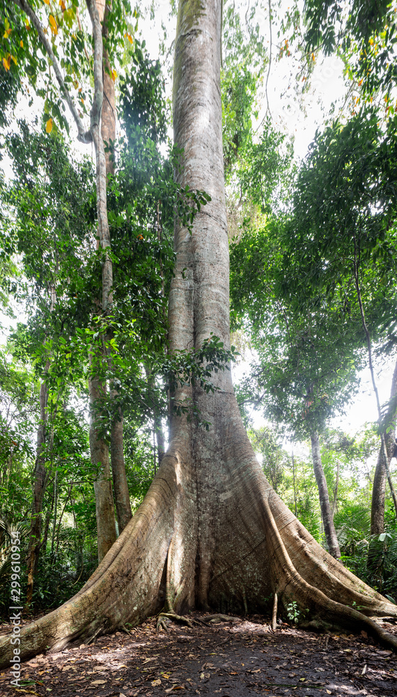 A majestic giant Samauma tree (Ceiba pentandra) and its roots in the ...