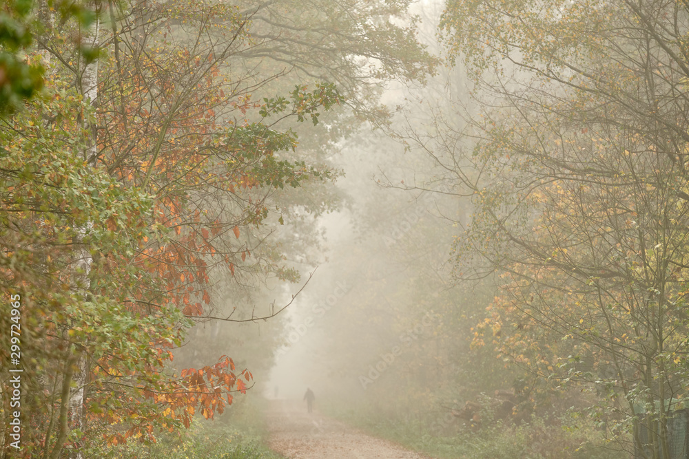 Moody autumnal morning landscape in the forest with dense fog, a gravel ...