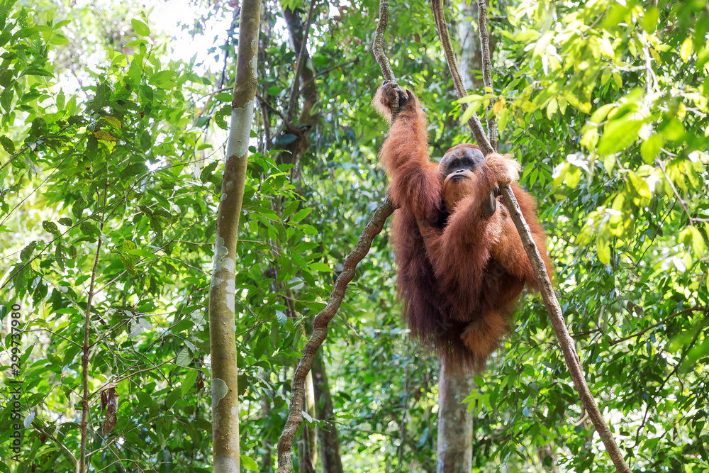 Beautiful male Sumatran Orangutan (Pongo abelii) during a ecotourism ...