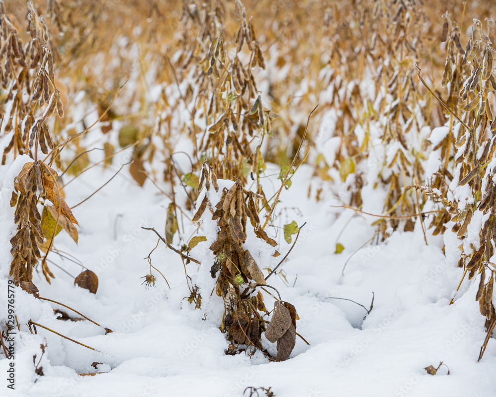 Soybean farm field with pods and plant stems covered in snow. An early ...