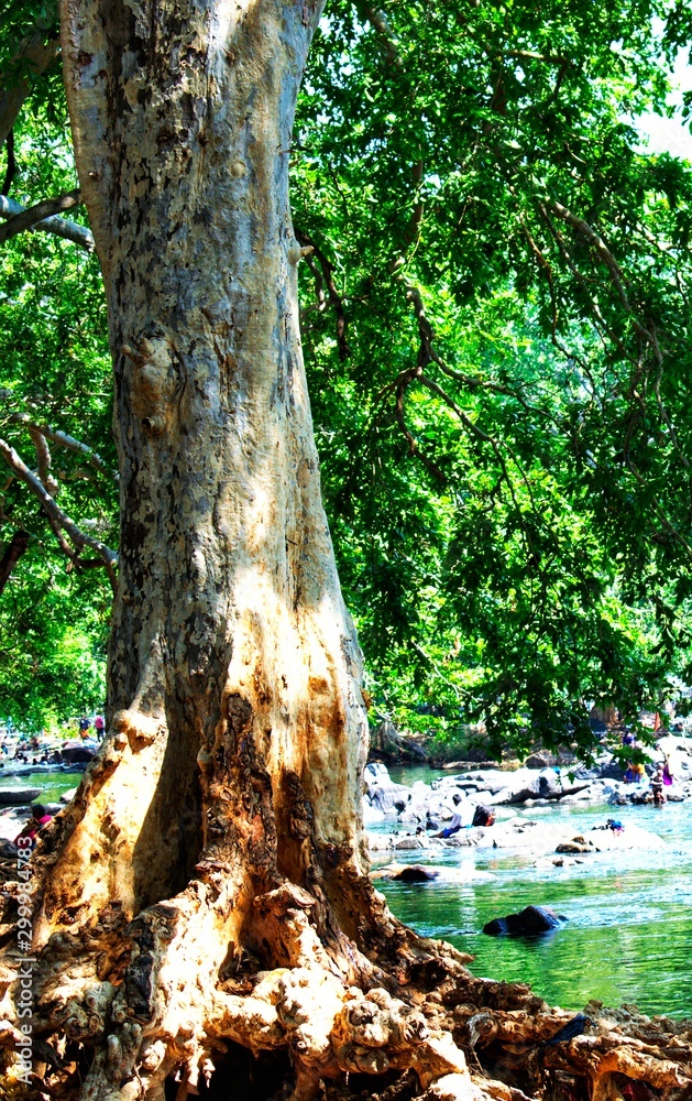 Terminalia arjuna tree trunk beside river Stock Photo | Adobe Stock
