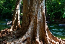 Tree Trunk In River Free Stock Photo - Public Domain Pictures