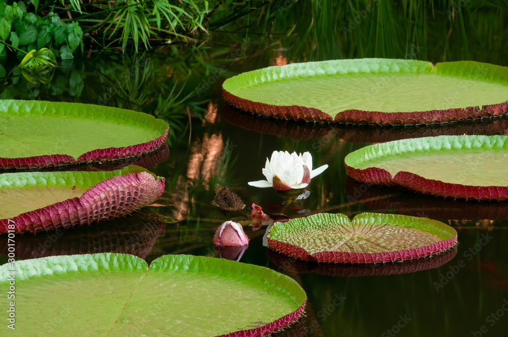 Giant Amazon Water Lily Stock Photo | Adobe Stock