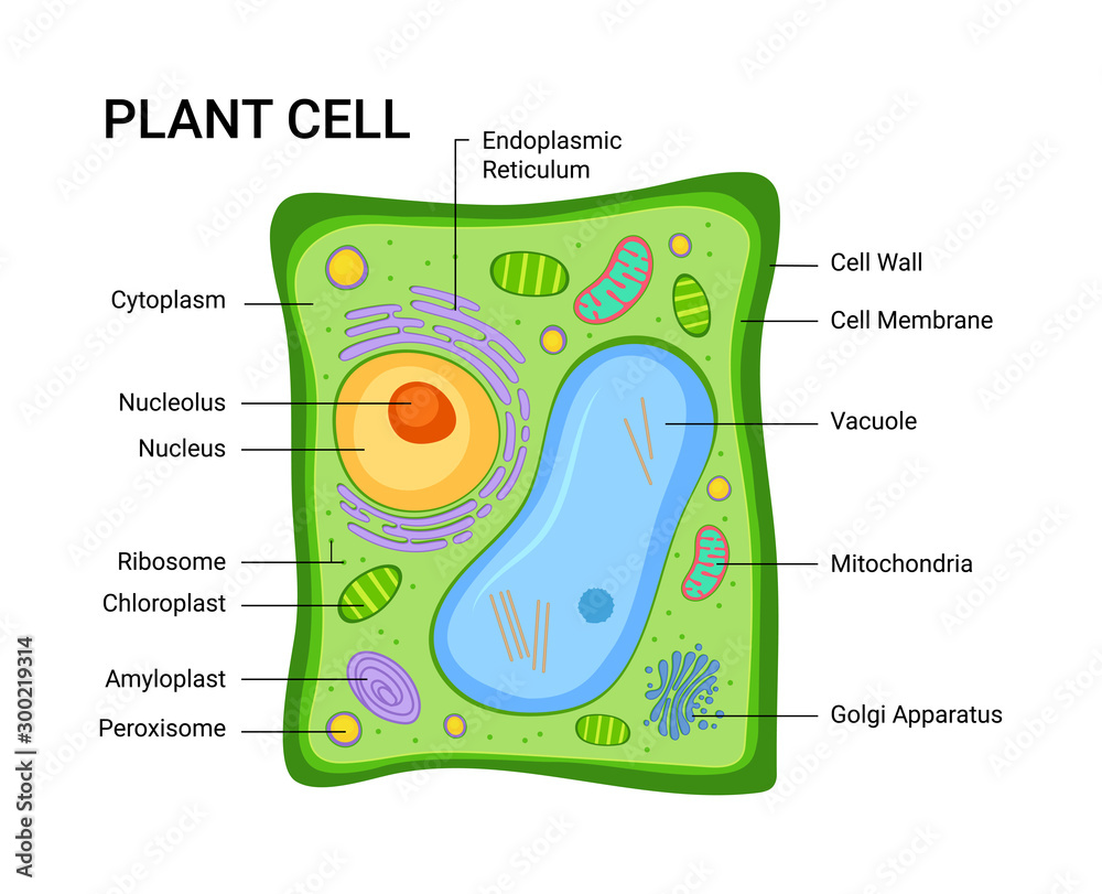 Illustration of the Plant cell anatomy structure. Vector infographic ...