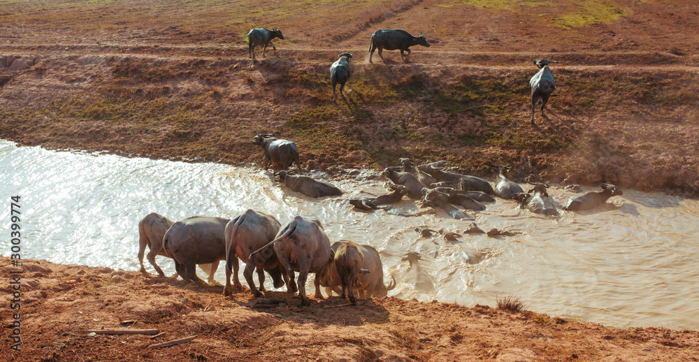 Buffalo cross the river near Floating Village in Cambodia Stock Photo ...