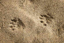 Beaver Tracks Free Stock Photo - Public Domain Pictures