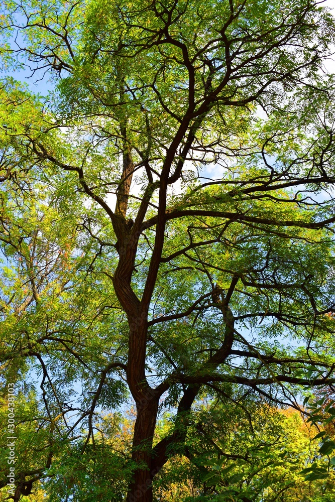 Стокове фото Acacia, commonly known as the wattles or acacias, is a ...