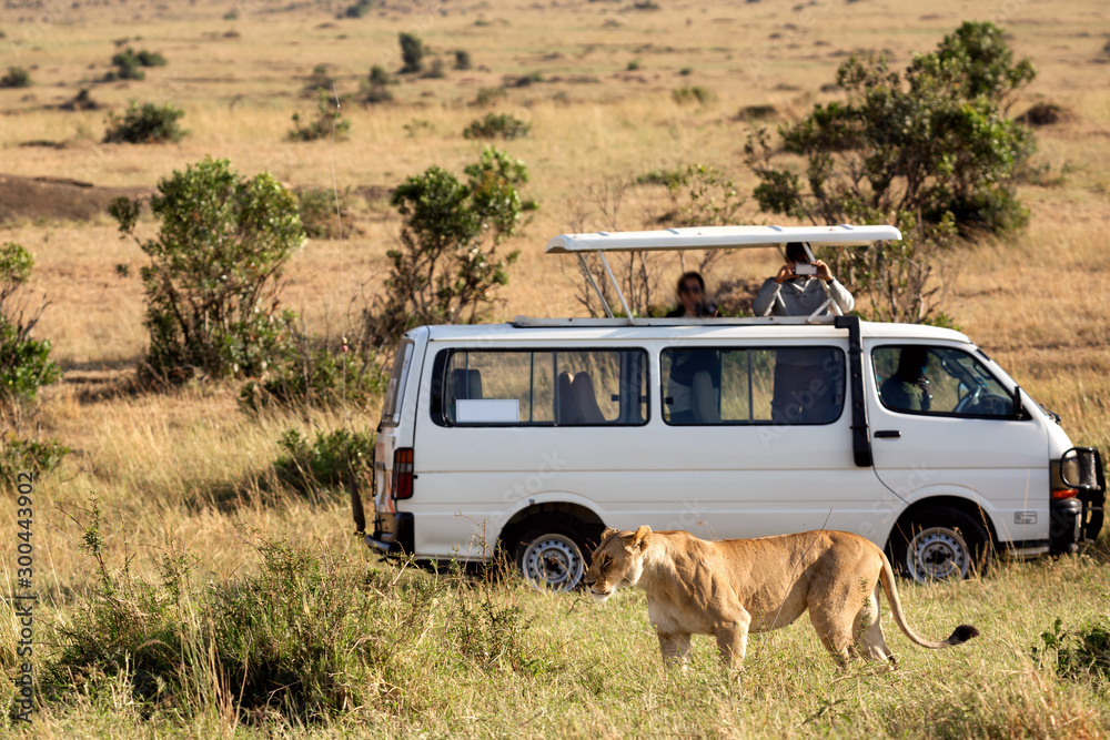Lioness with safari car in the Masai Mara national park, Kenya. Animal ...