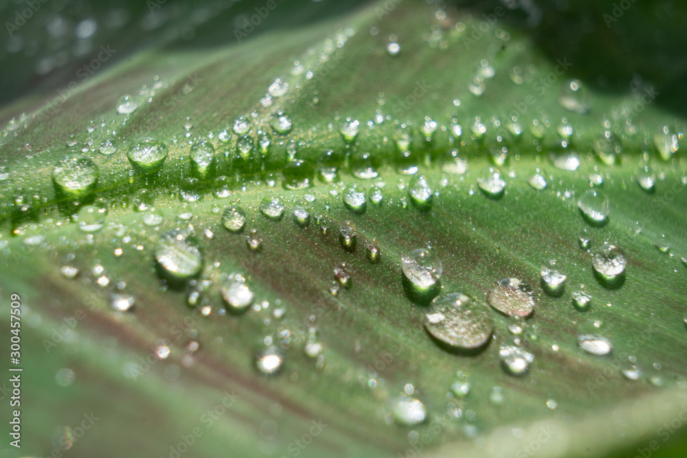 Sunlight hitting the wet broad leaf creates a natural humidity in the ...