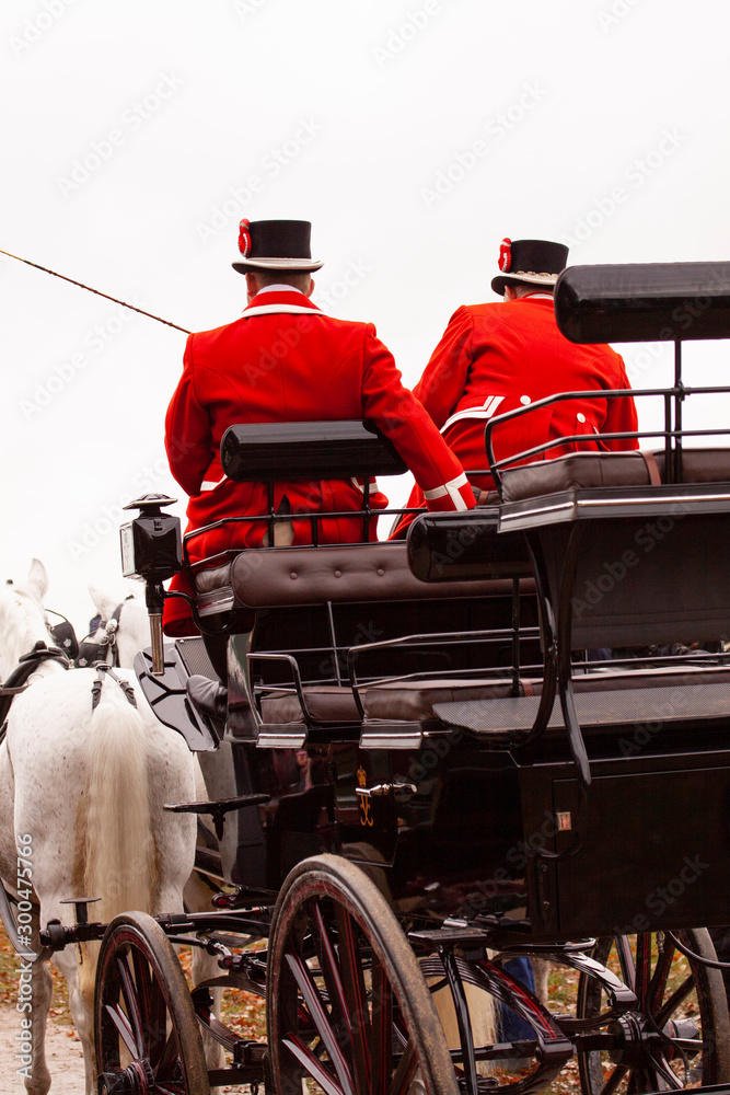 Two white horses with Landau carriage driven by two coachmen in red ...