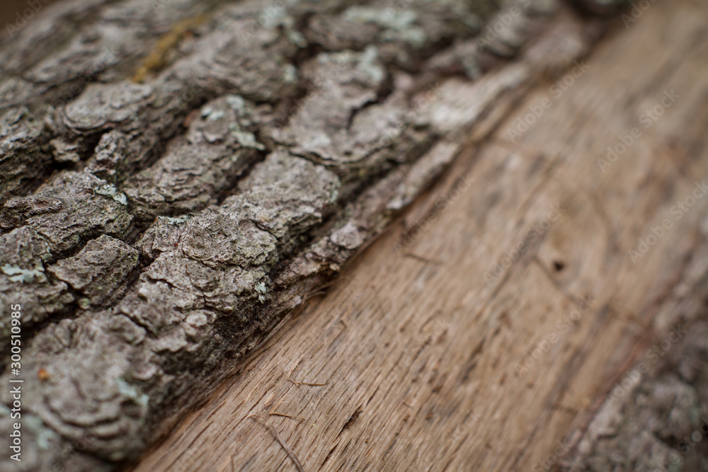 Photo Stock Shallow selective focus of a fallen tree with the bark ...