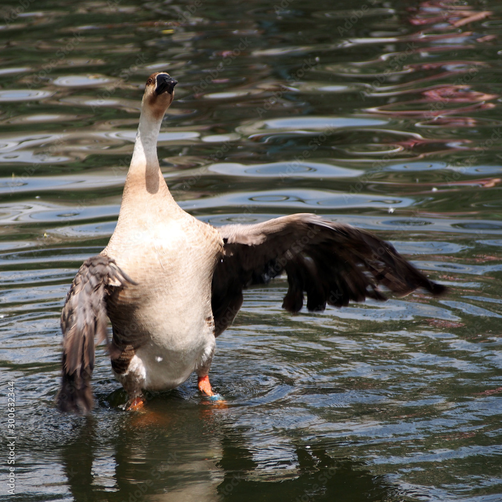 Goose Swan goose, close-up. Goose flaps its wings while standing in the ...