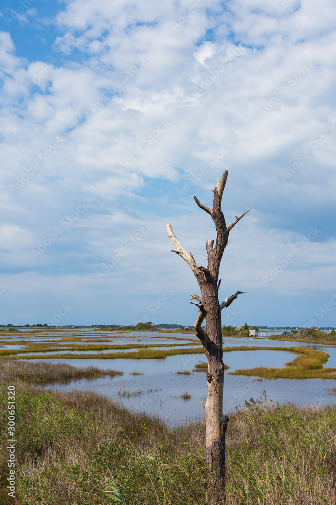 dead tree in swamp Stock Photo | Adobe Stock