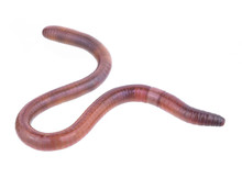 Earthworms Free Stock Photo - Public Domain Pictures