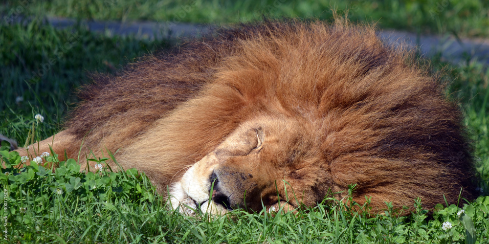 ภาพถ่าย Stock Male lion: Highly distinctive, the male lion is easily ...