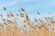 Reeds 916 Free Stock Photo - Public Domain Pictures