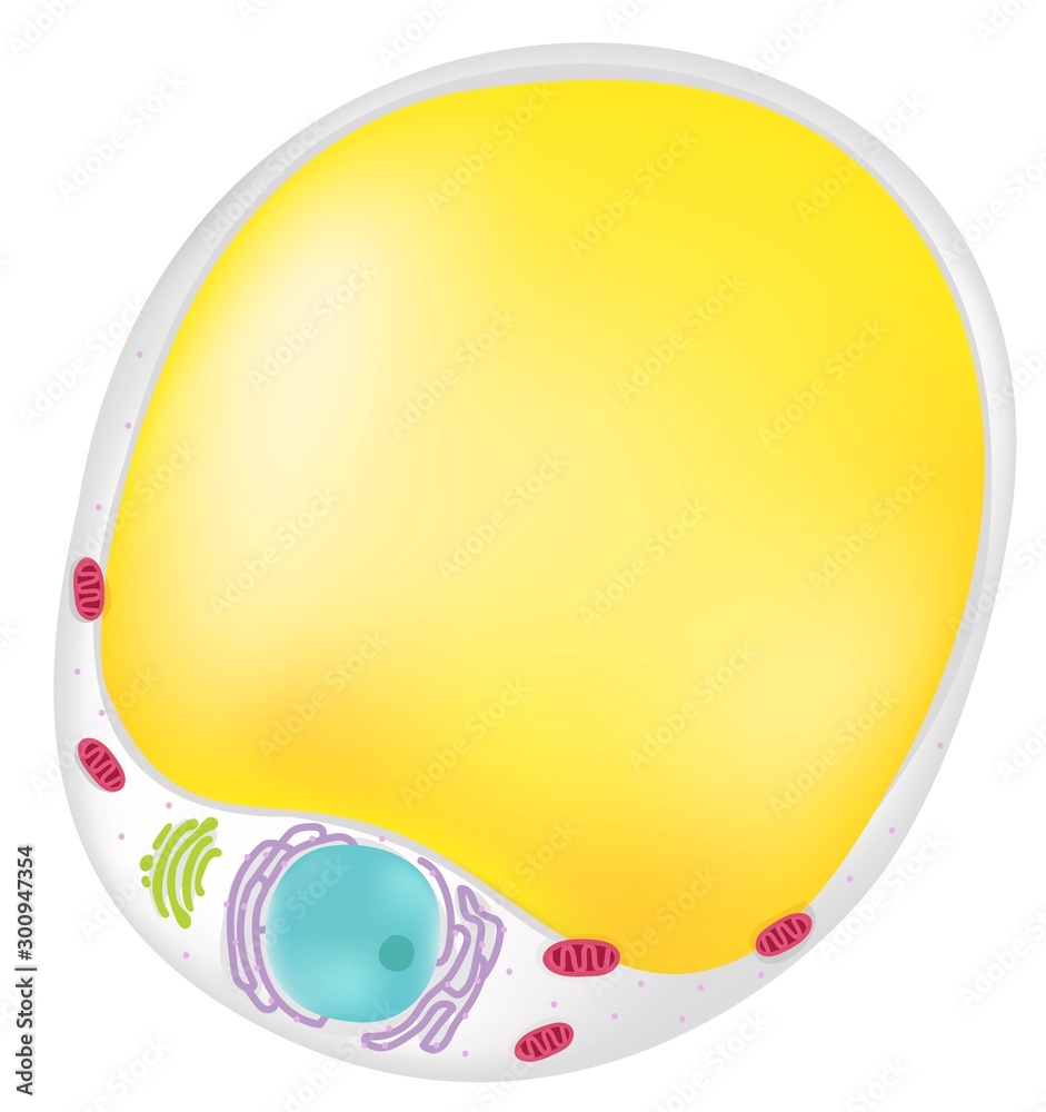 Anatomy of fat cell in human body Stock Vector | Adobe Stock