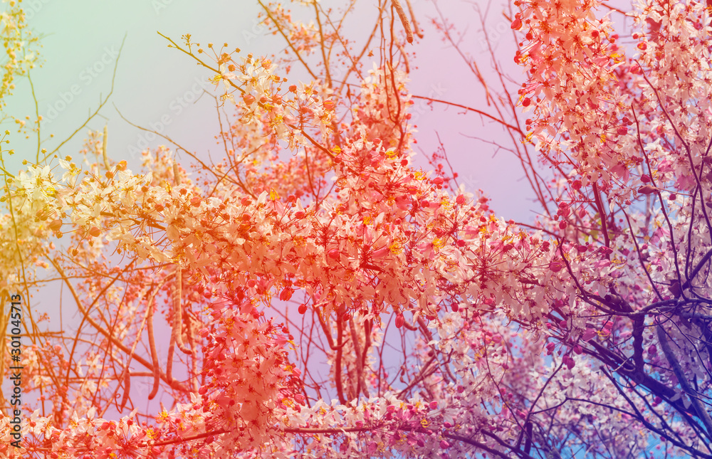 Cassia javanica, Pink shower, Java cassia, Apple blossom tree or ...