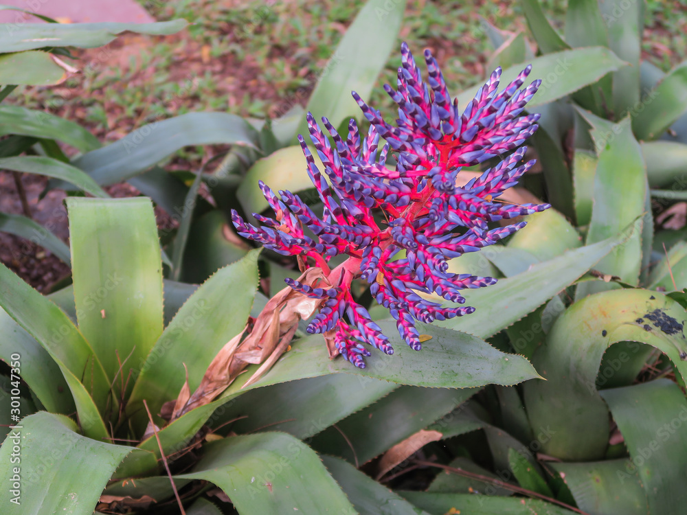 Beautiful purple bromeliad flower or Match Stick plant flower in a ...