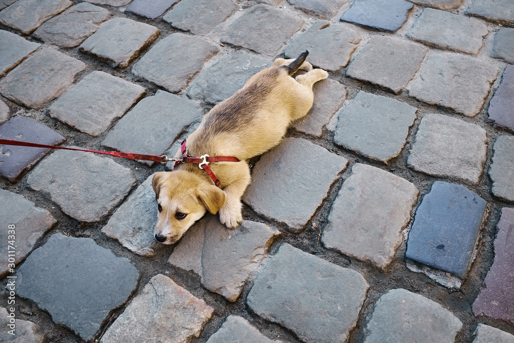 Sad dog is lying on the ground on the street Stock Photo | Adobe Stock