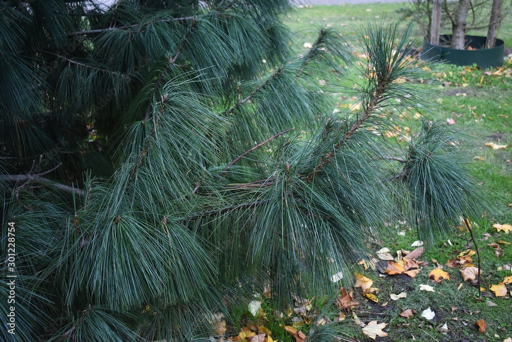 Branches of Pinus Wallichiana, coniferous evergreen tree in the park ...