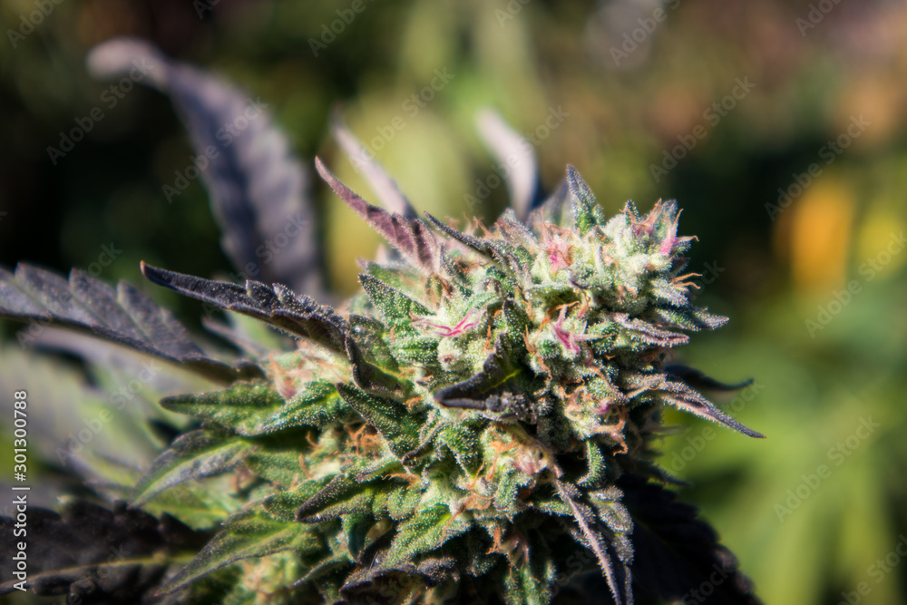 Marijuana Flower, Papaya Strain (close-up) Stock Photo | Adobe Stock